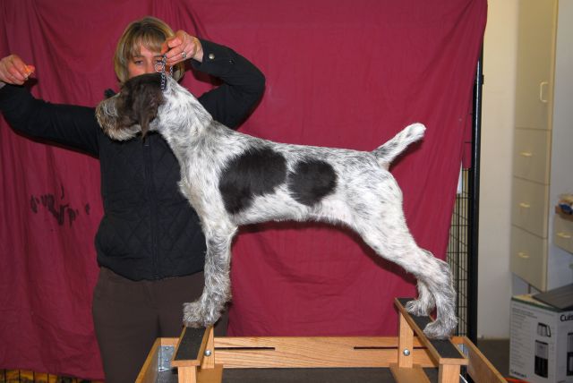 German Wirehaired Pointers - Willamette's Zorra "Pinky" JH CGC RA ﻿ Zorra (AKA "Pinky") is a ...